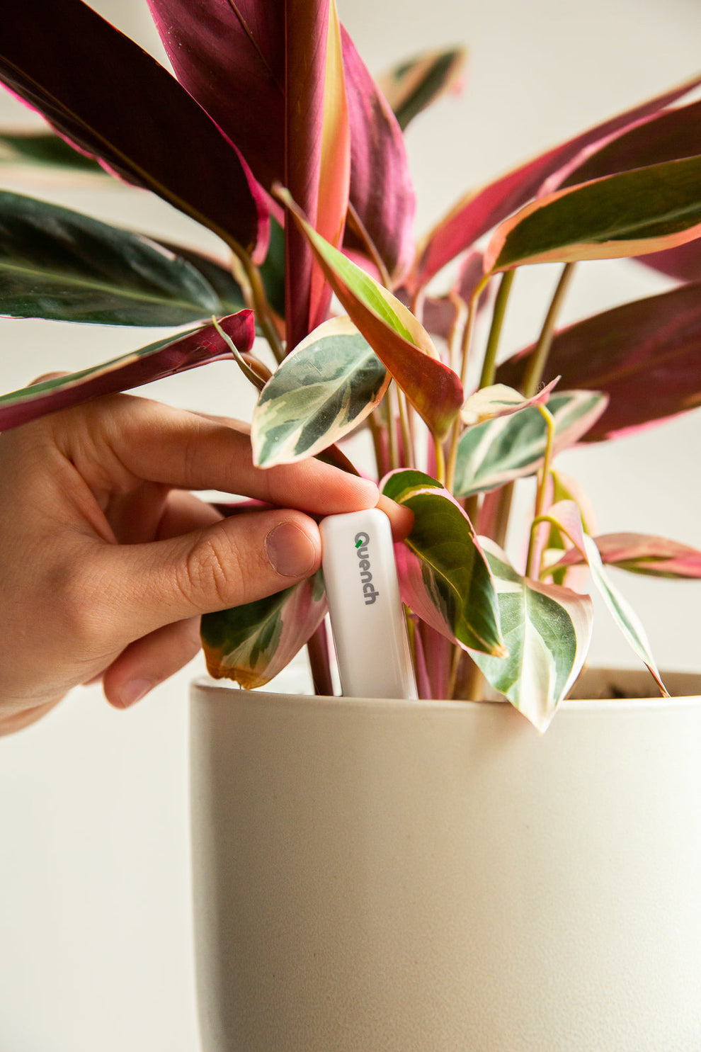 Quench - 10 pack – QuenchPlant